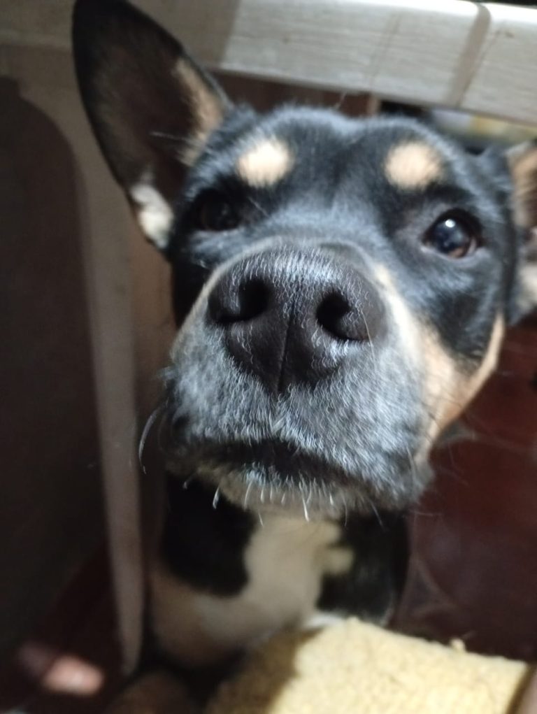 Bolch – Adoptamascota